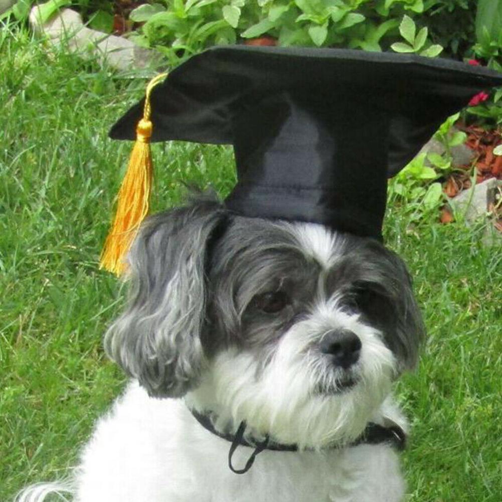 Buy Pet Dog Cap Puppy Dr. Hat Customized Dog Graduation Tassel Cap New ...
