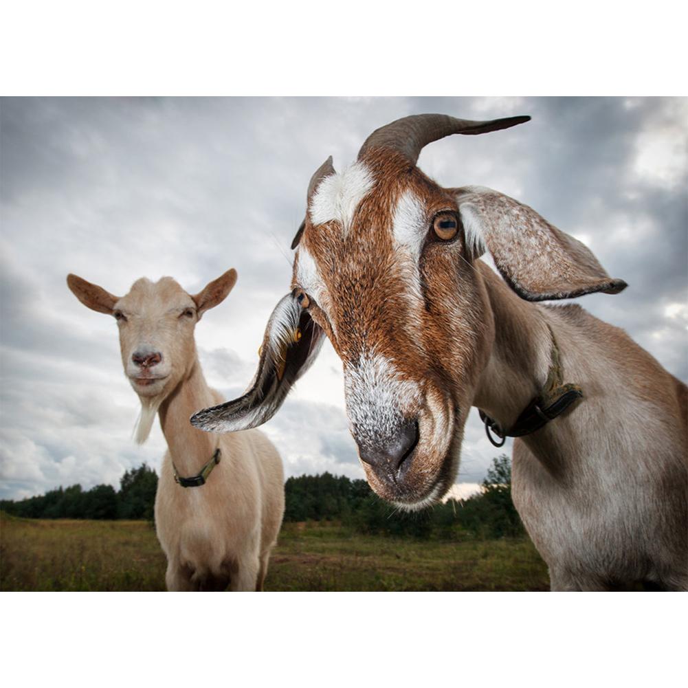 Buy Mosaic Listener Goat Animal DIY 5D Square Diamond Rhinestone ...