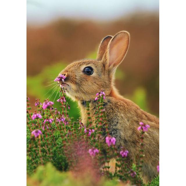 Buy Diy 5D Diamond Painting Rabbit Full Square/Round Drill Cross Stitch ...