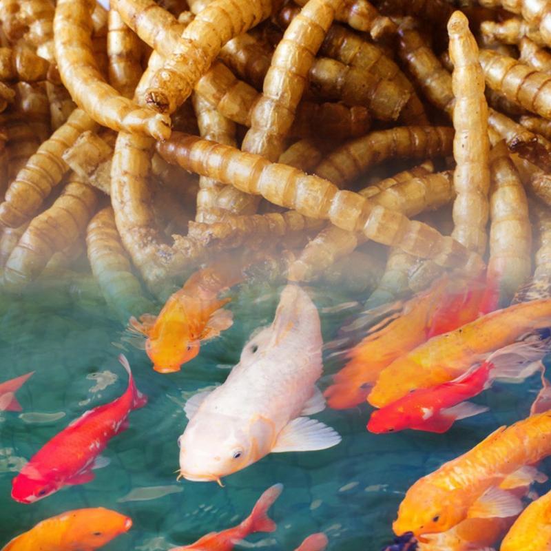 Buy Brazilian Tortoise Turtle Food Feed Sticks Granules Dried Fish ...