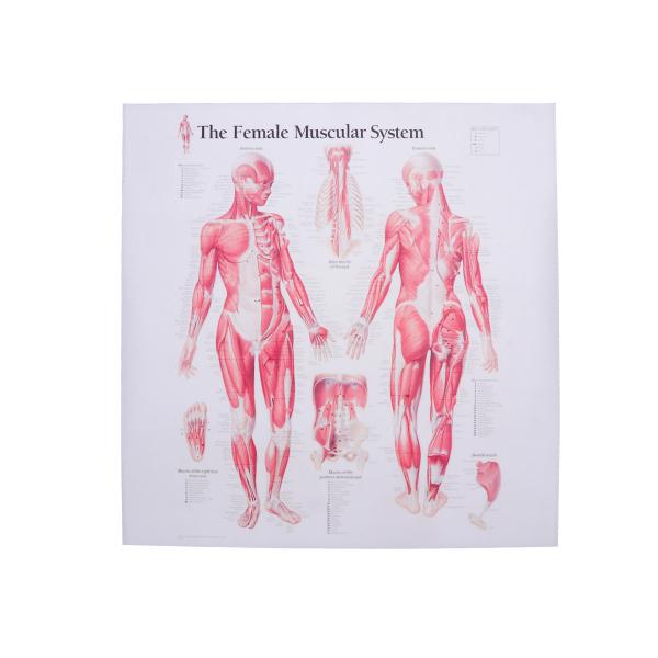 Buy Female Muscular System Silk Poster Anatomical Hanging Picture Room ...