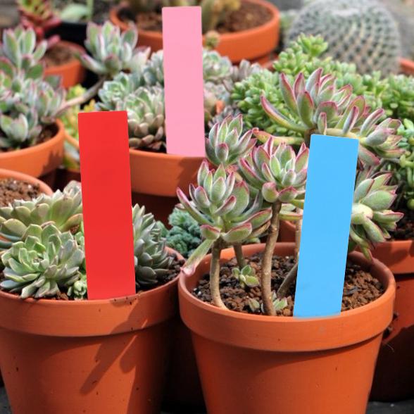 Buy 100Pcs Pvc Plant Flower Pot Markers Nursery Garden Seed Sign Labels ...