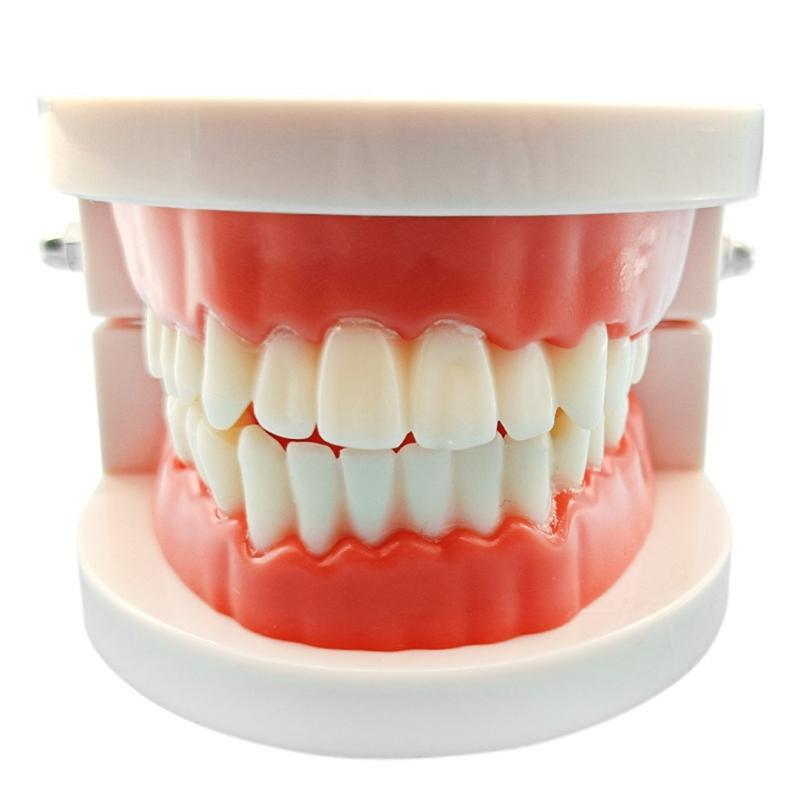 Buy Standard Teeth Model Adult Standard Typodont Demonstration Denture ...