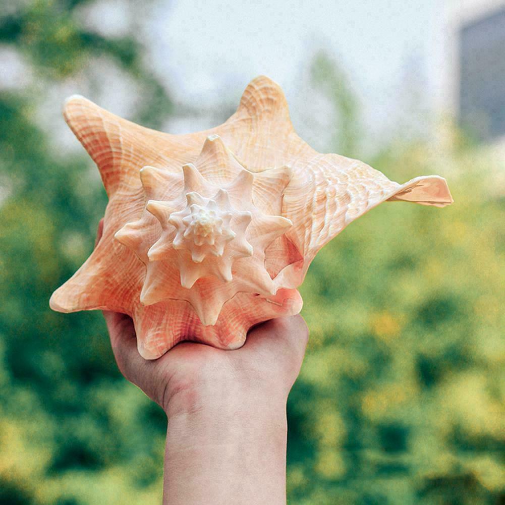 Buy Queen Phoenix Snail Phoenix Snail Shell Beach Decoration Fish ...