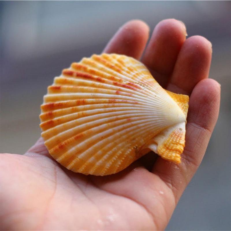 Buy 10 Pair Sea Shells Natural Scallop Seashell Beach Wedding ...