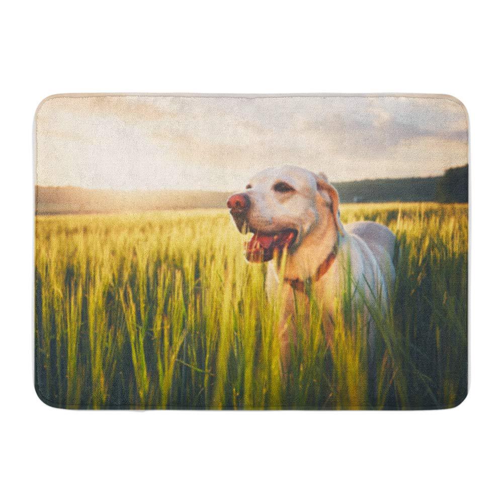 Labrador Retriever Walking in Cornfield at The Sunrise Dog and Summer ...