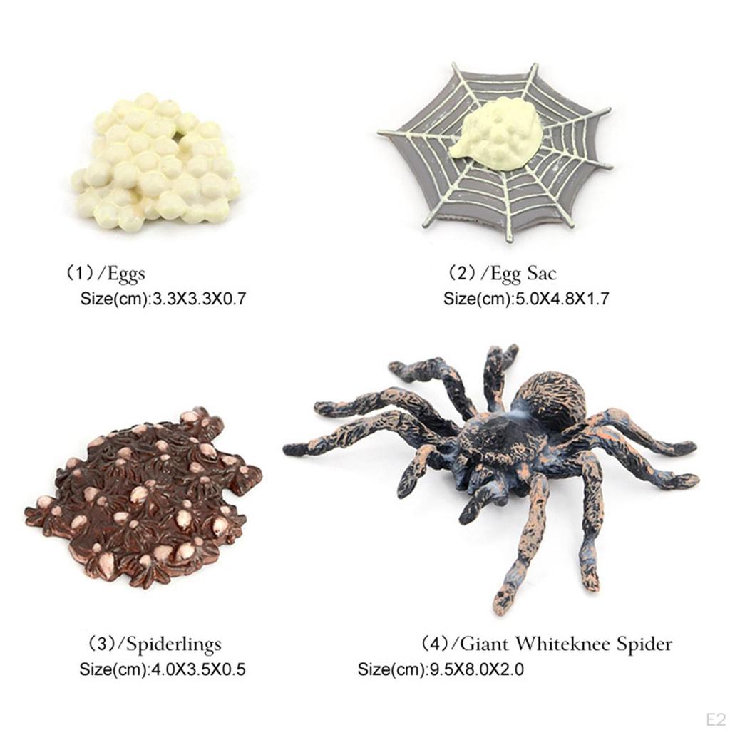 Buy Realistic Plastic Spider Growth 4 Stages Lifelike Life Cycle ...