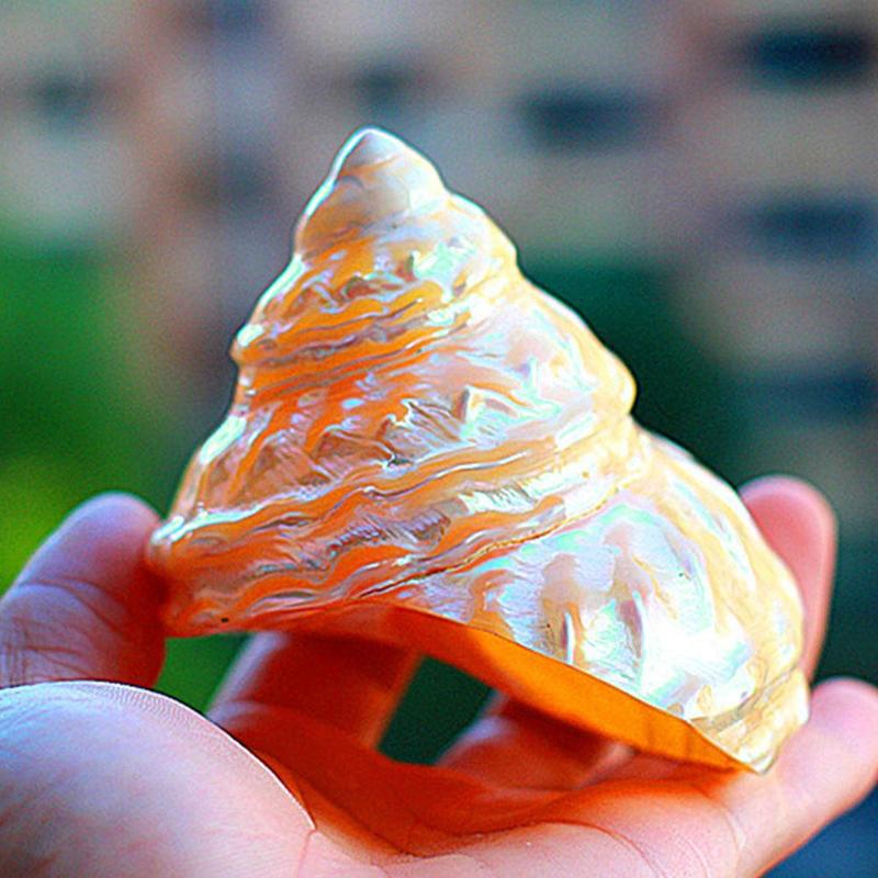 Buy Natural Pearl Tower Snail Decorative Large Seashell Natural Sea ...