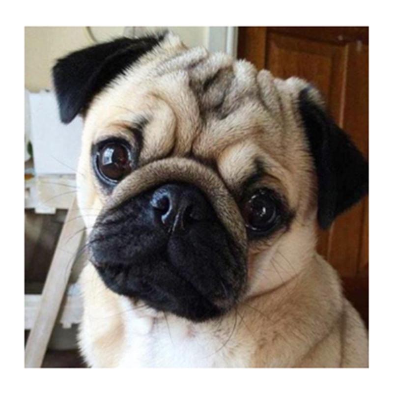 Buy 5D Diy Diamond Painting" Pug Dog"Cross Stitch Full Diamond ...