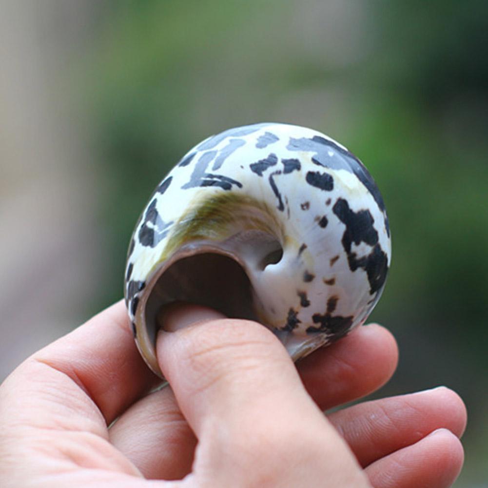 Satın alın Natural Conch Shell Black King Kong Snails Live In ...