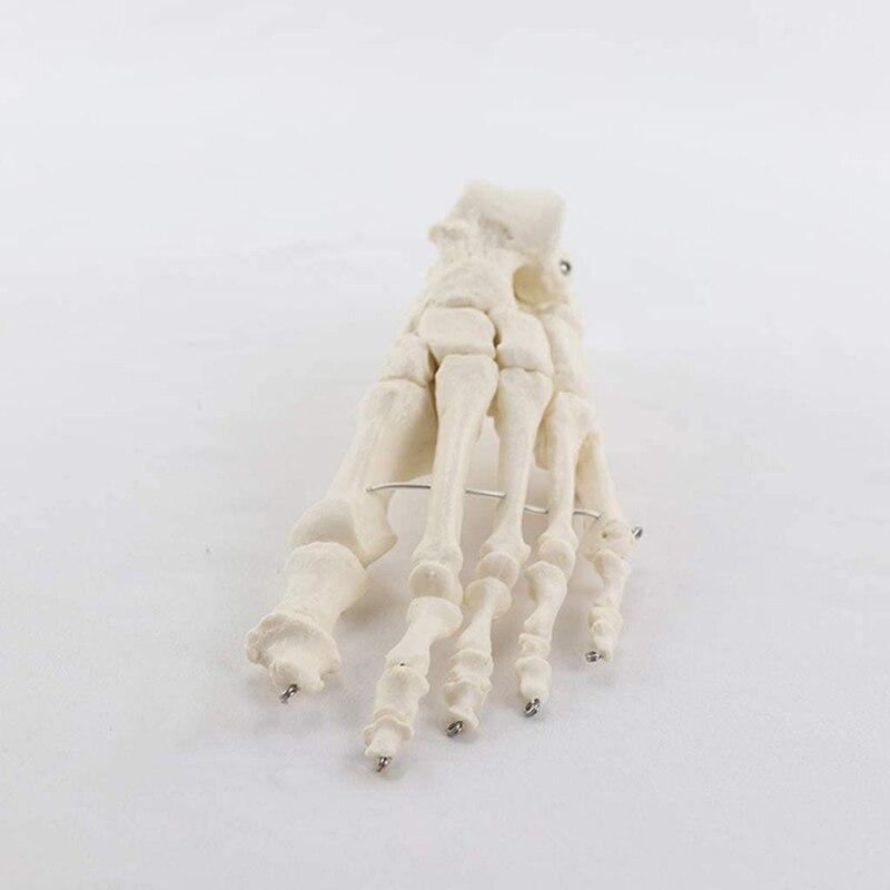 Foot bone model human foot joint model foot foot bone structure ankle ...