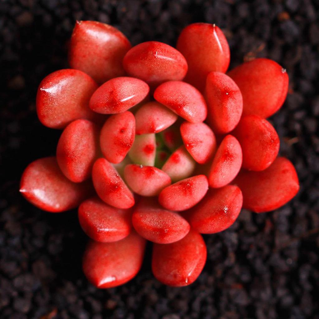 Buy 100pcs Potted Sedeveria Pink Ruby Rare Echeveria Succulent Seeds ...