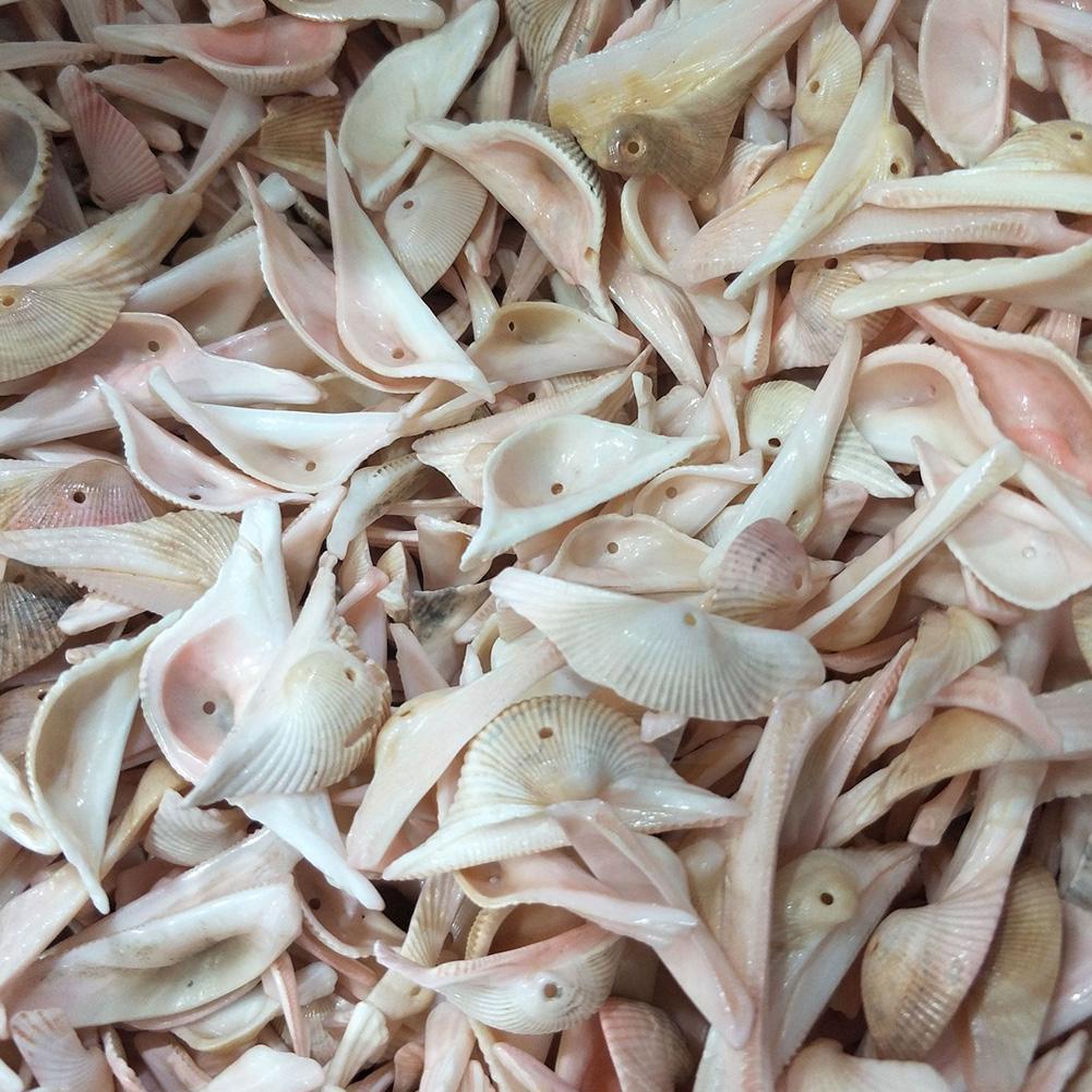 Buy 5pcs Natural Conch Shells Mini Conch Corn Screw Wall Diy Aquarium ...