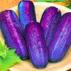 Buy 50 Pcs Japanese Rare Purple Cucumber Seeds Organic Vegetable Seeds ...