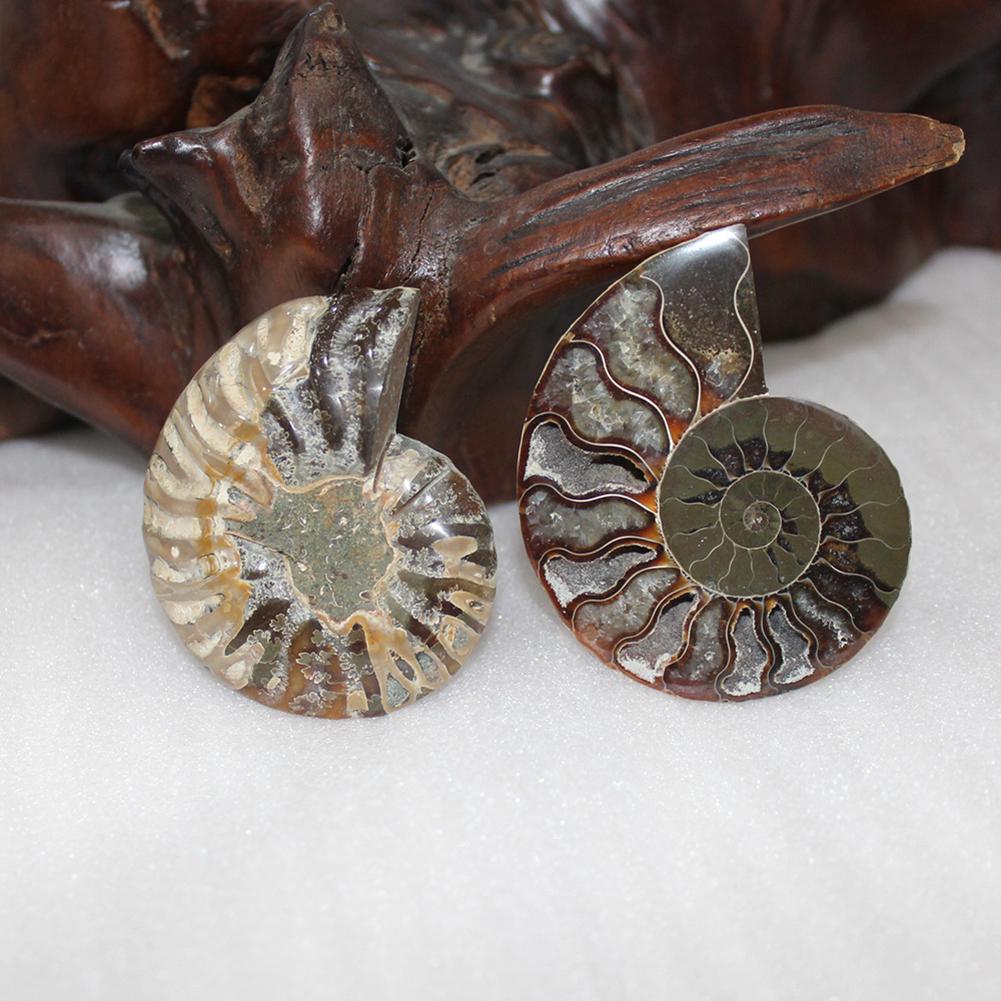 Buy Natural Conch Fossil Pendant Necklace Rough Stone DIY Ornaments ...