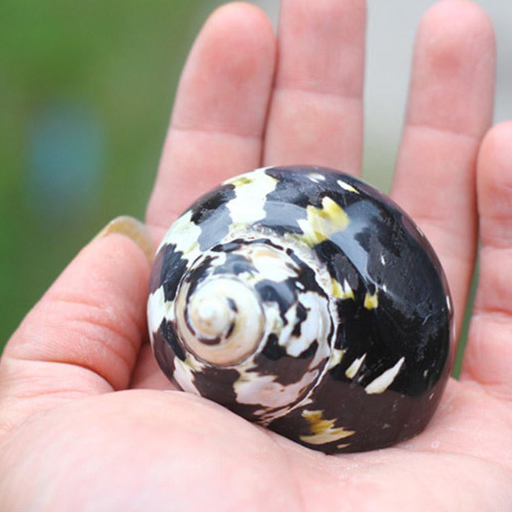 Satın alın Natural Conch Shell Black King Kong Snails Live In ...