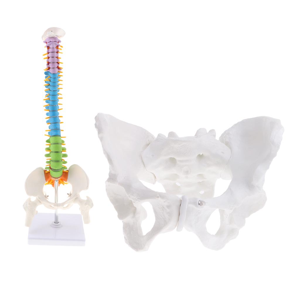 Buy 45cm Human Vertebral Column & Female Pelvis Model Medical Study ...