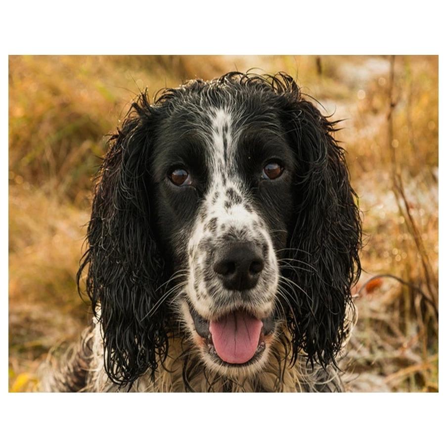 Buy Full Square /round Drill Diy Diamond Painting British Cocker ...