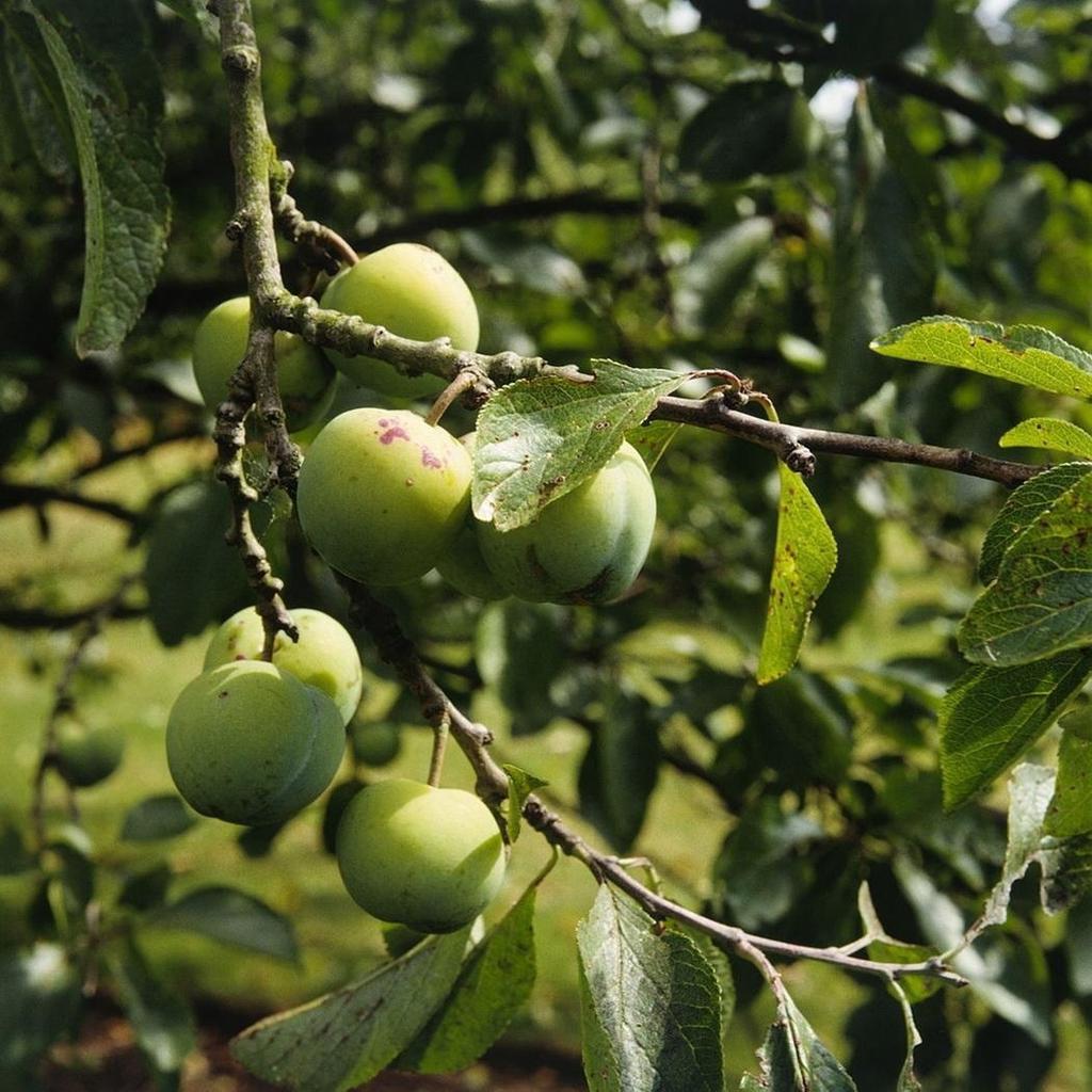 Buy 10PCS Plum Tree Seed Fruit Chinese Prunus Blossom Mume Wintersweet ...