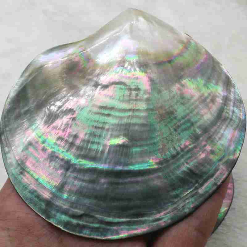 Cheap Natural Black Butterfly Shell Large Sea Shells Nautical Home ...