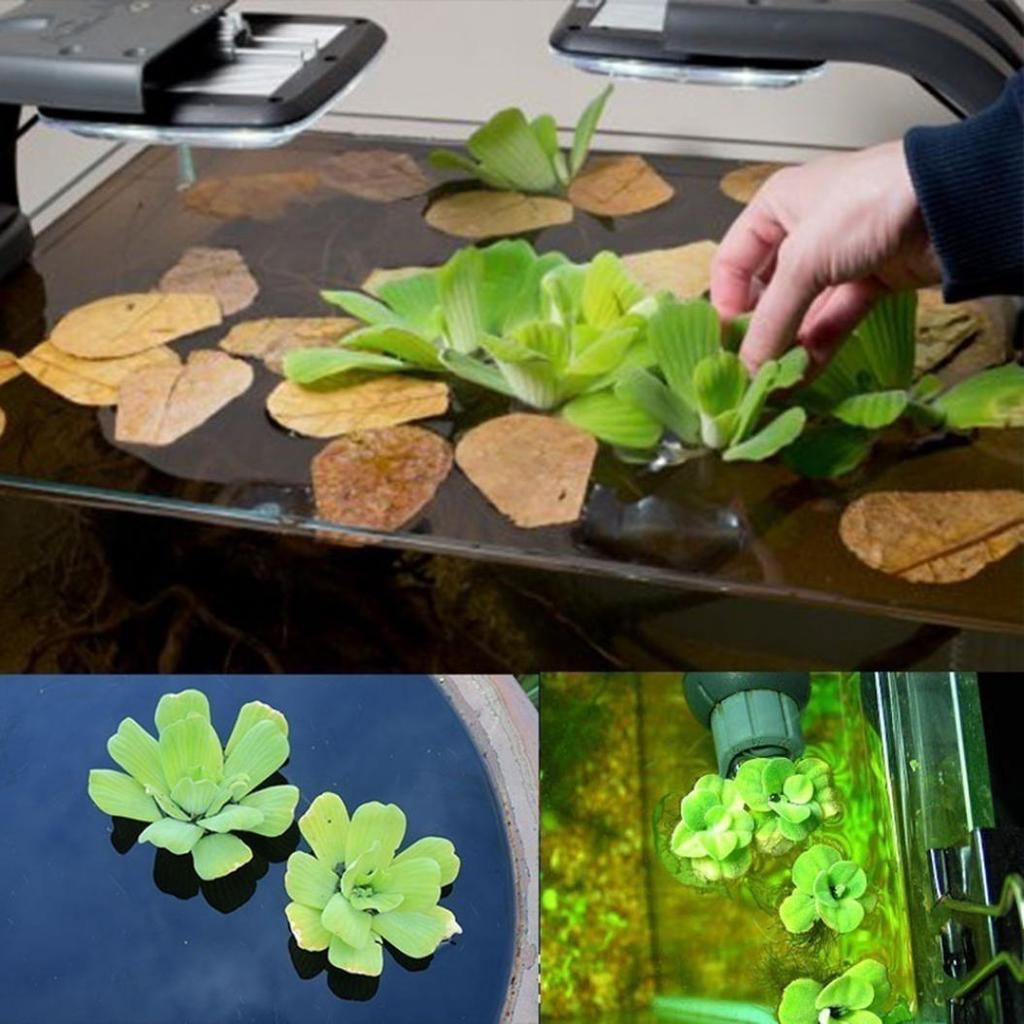 200Pcs Aquarium Aquatic Plant Pistia Stratiotes Seeds Pool Fish Tank ...