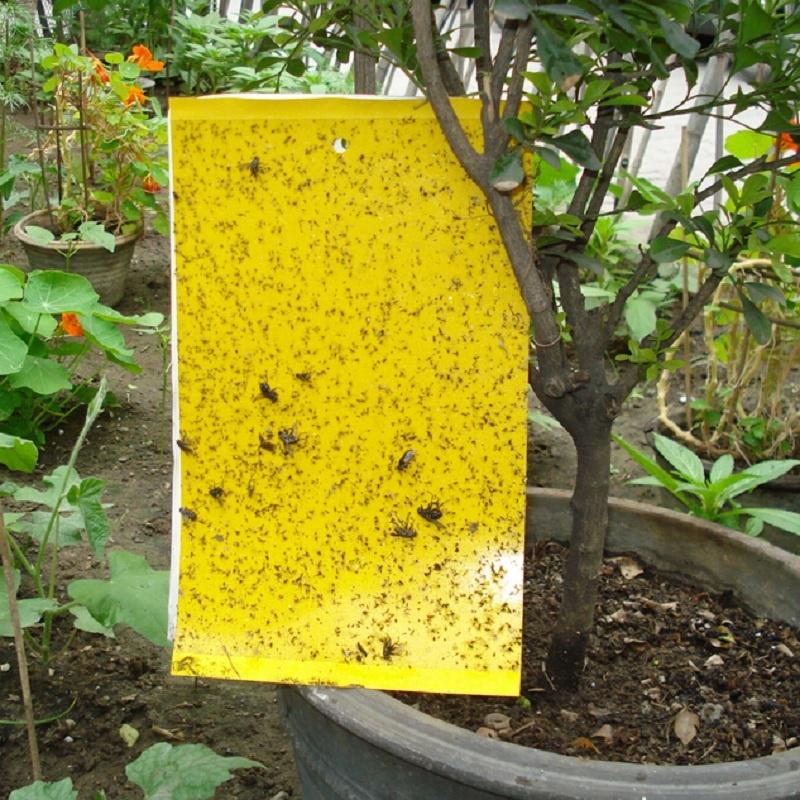 Buy 2PCS/5PCS Large Area Hanging Sticky Glue Boards for Fly Pest Insect ...