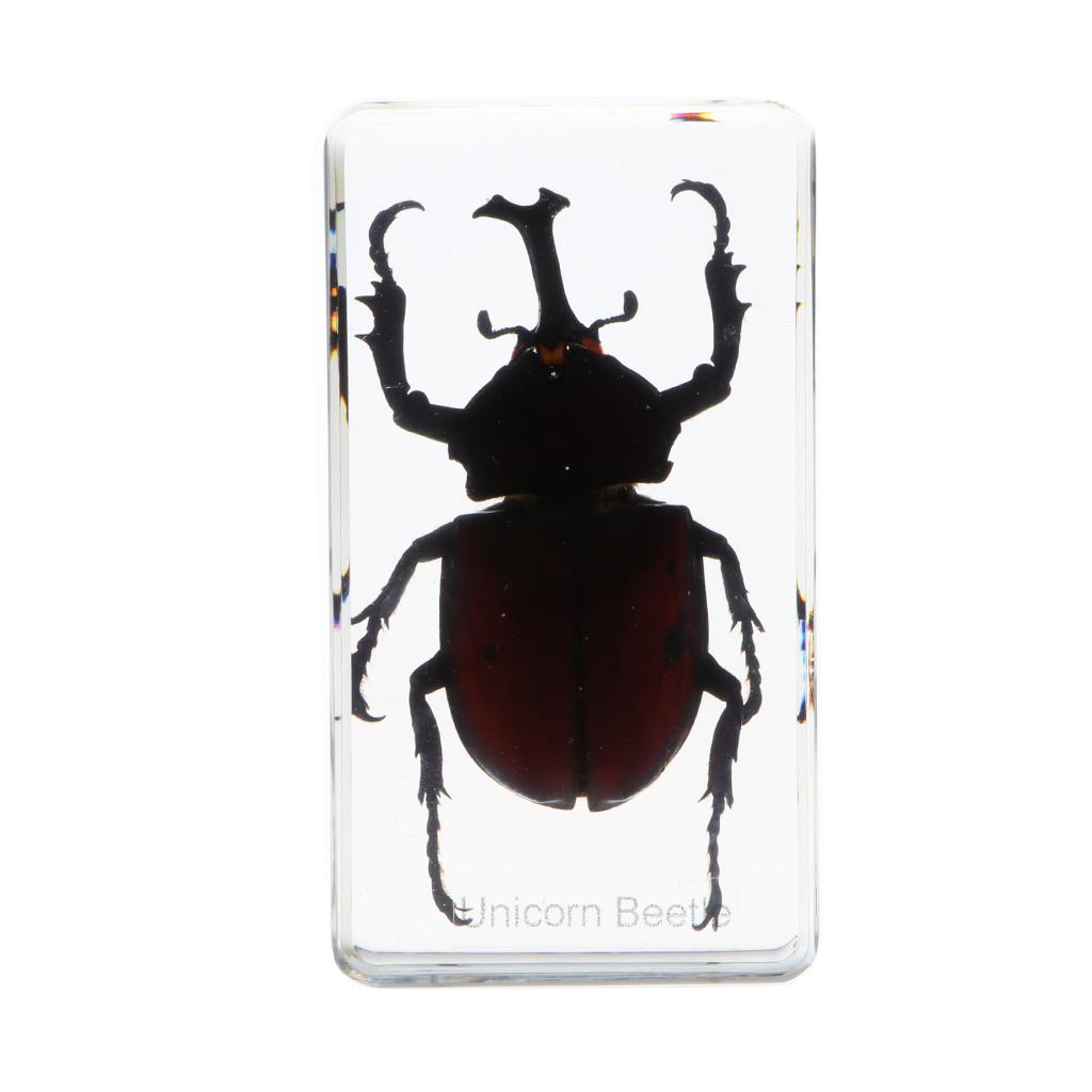 Buy Insect Specimens In Clear Paperweight Acrylic Crafts - Rhinoceros ...