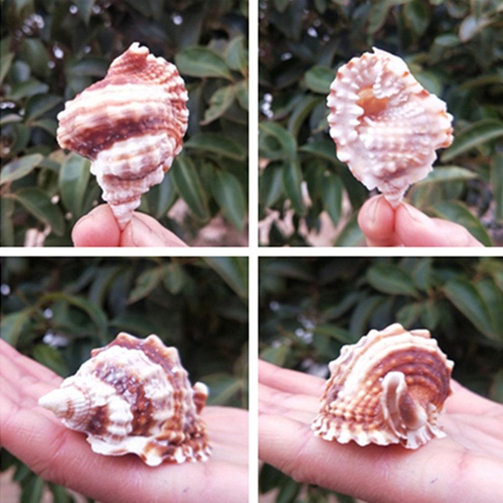 Buy Natural Conch Shell Flat Mandarin Wing Snail Specimen Rare ...