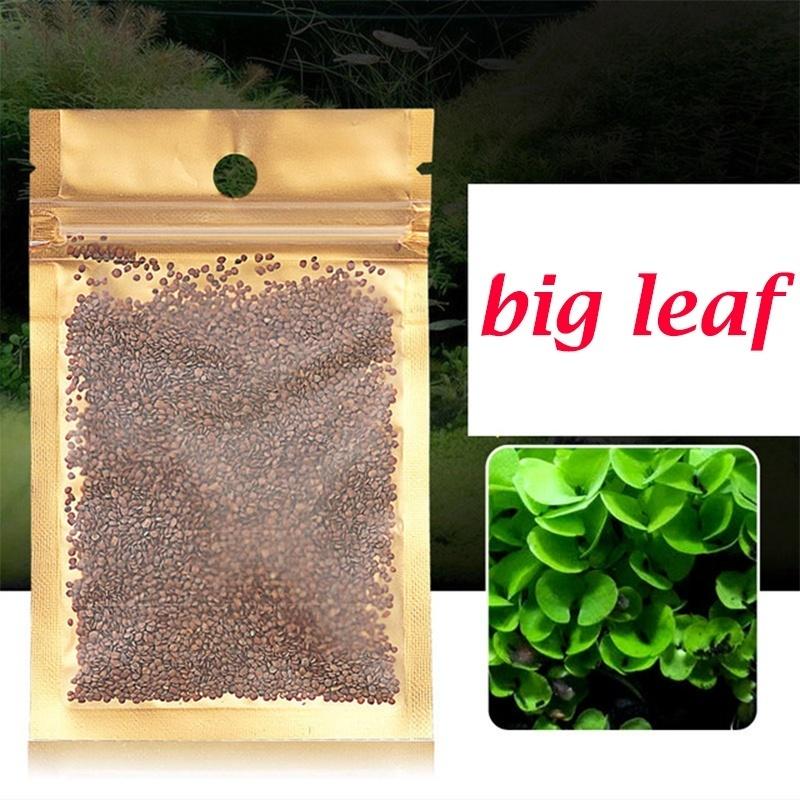 10G Aquarium Pflanzen Samen Wasser Gras Samen LOVE Lucky Big Small ...