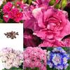 Buy Night Blue Geranium Bonsai Appleblossom Rosebud Pelargonium Flower ...