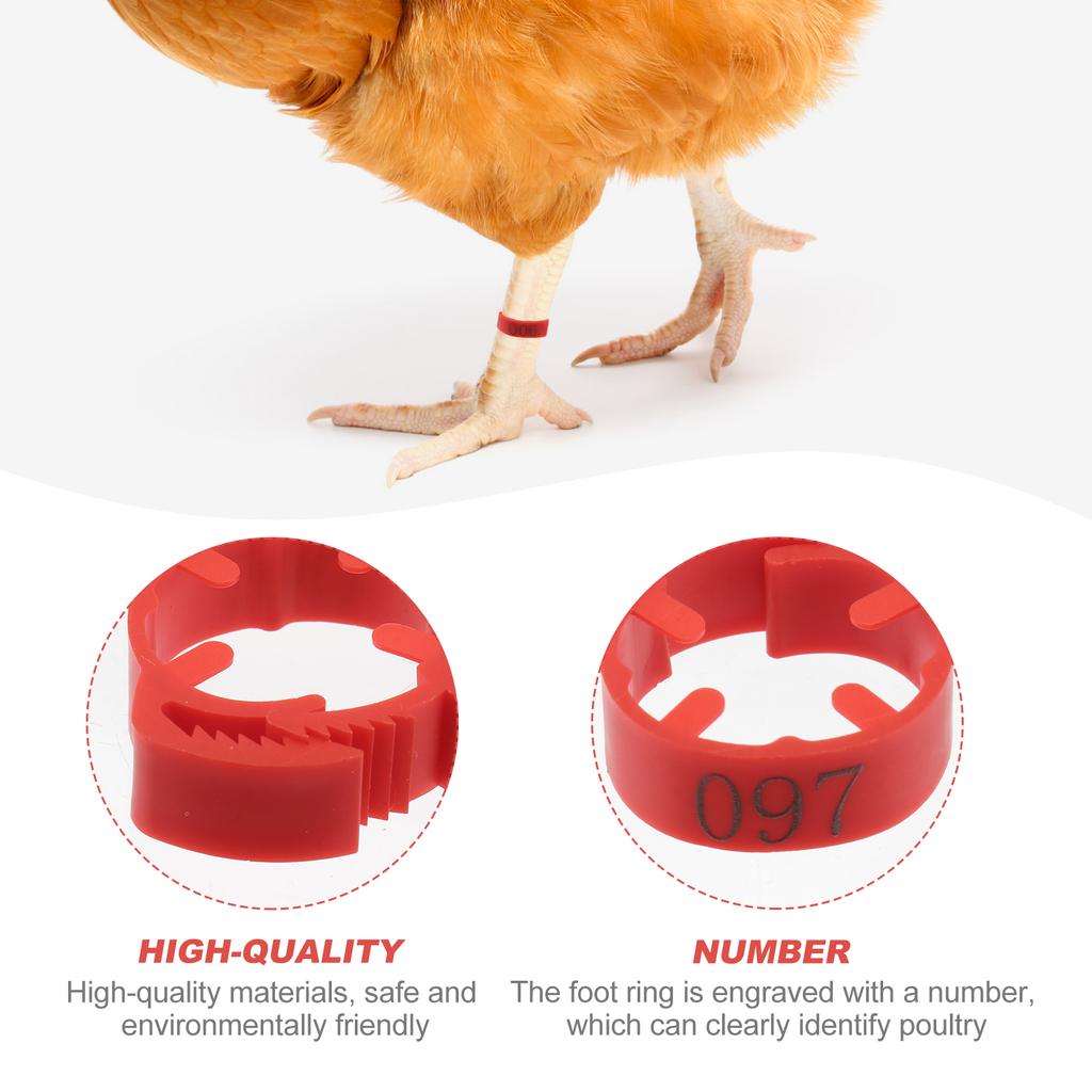 Buy Cyestern100pcs Bird Identification Rings Poultry Ring Chicken Foot ...