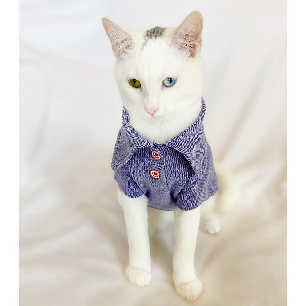 Cat Clothing and Supplies: الشراء بأسعار منخفضة في متجر Joom الإلكتروني