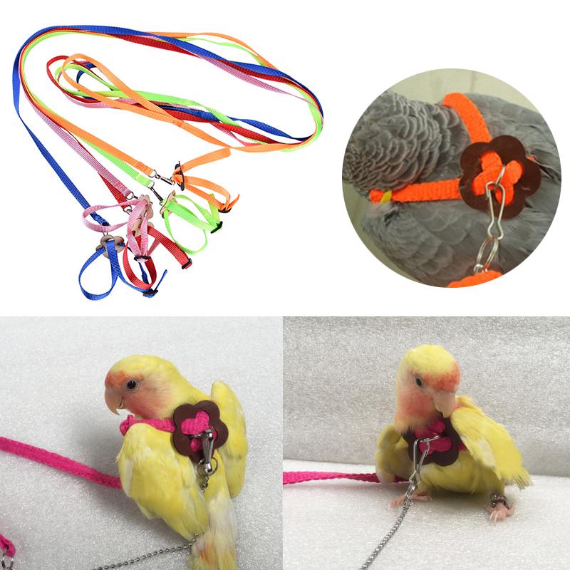 Buy 1pc Party Tortoise Strap Training Rope Bird Harness Parrot Leash ...