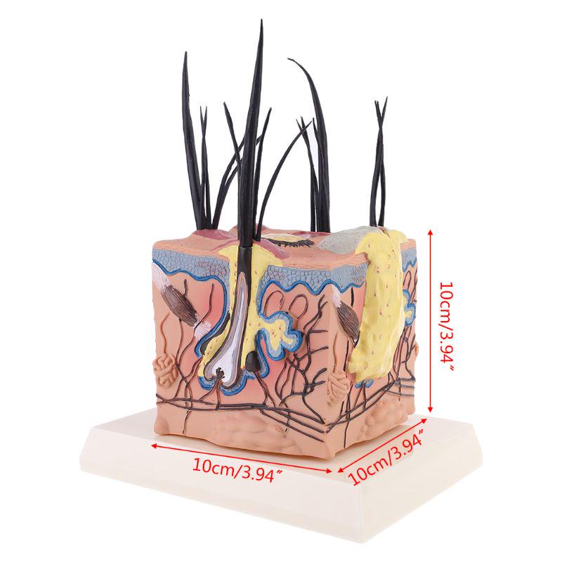 Buy Sick Dog Canine Skin Anatomical Model Veterinary Vet Anatomy ...