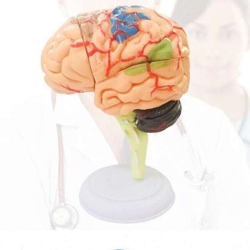 Cheap A small Learning Resources Brain Model Human Brain Skull ...