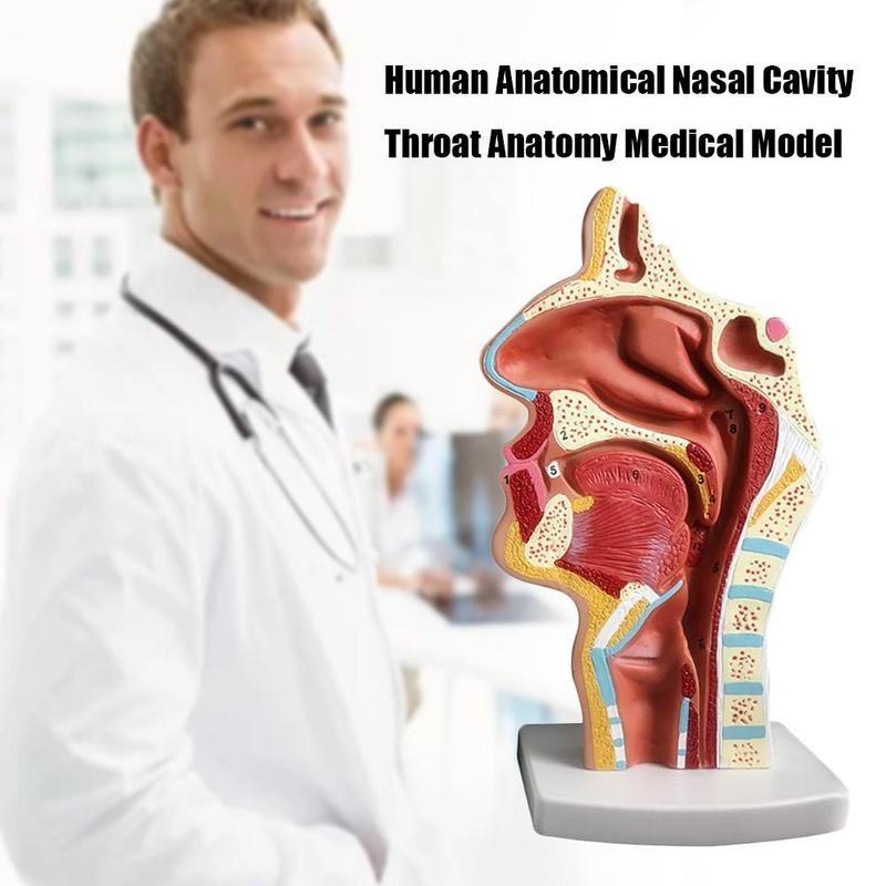 3d Kafa Anatomik Model Ağız Burun Boğaz Medial Vasküler Sinir Anatomisi ...
