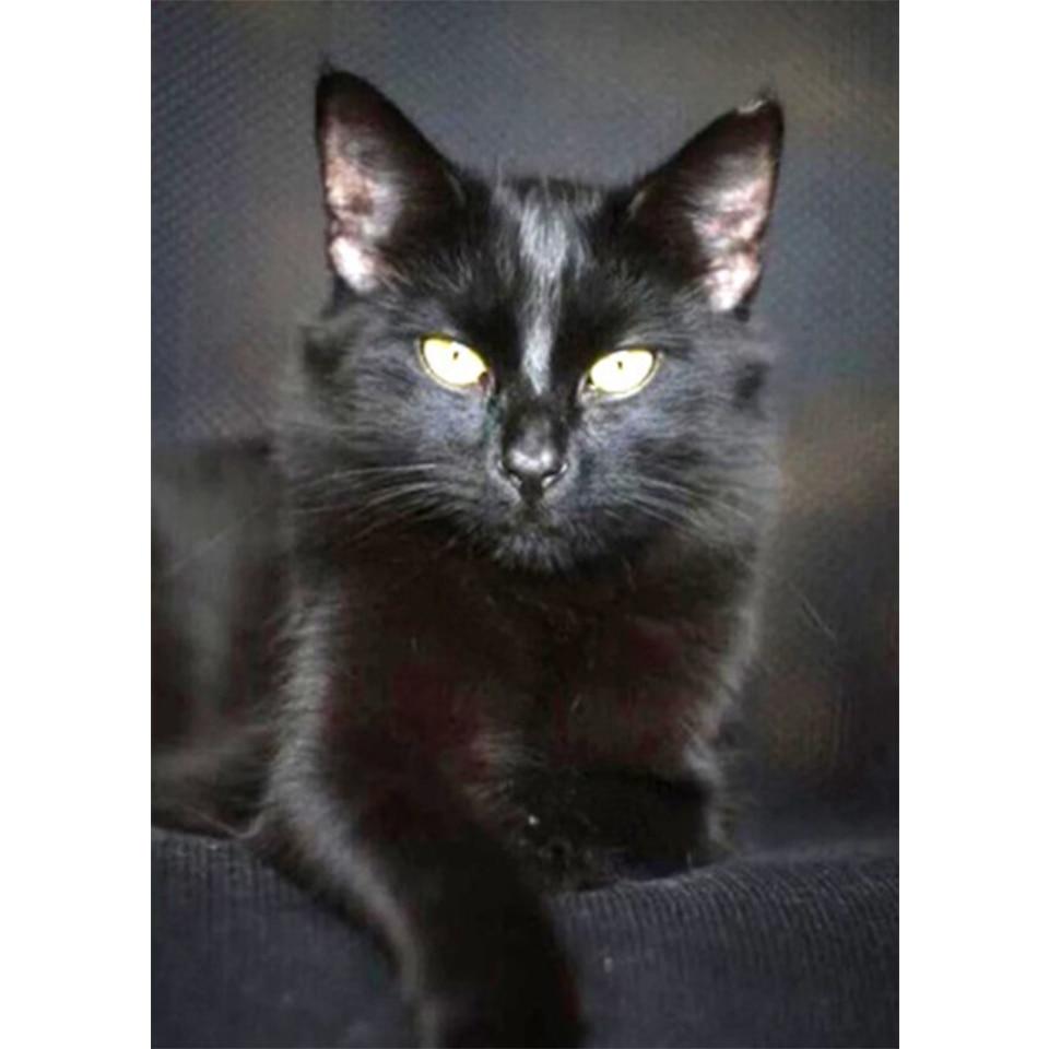 Buy DIY 5D Black Cat Diamond Painting Rhinestone Picture Full Animal ...