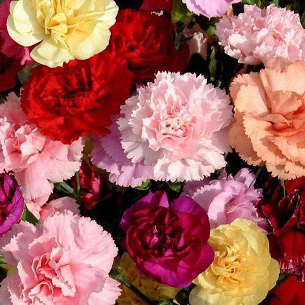 Home Gardening Balcony Potted Carnation Flower Seeds Bonsai Decoration ...