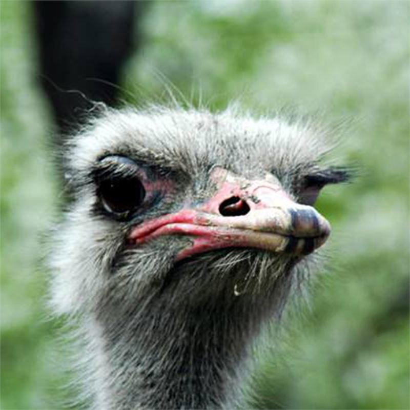 Buy 5D DIY Full Square/Round Diamond Painting Ostrich Diamond ...