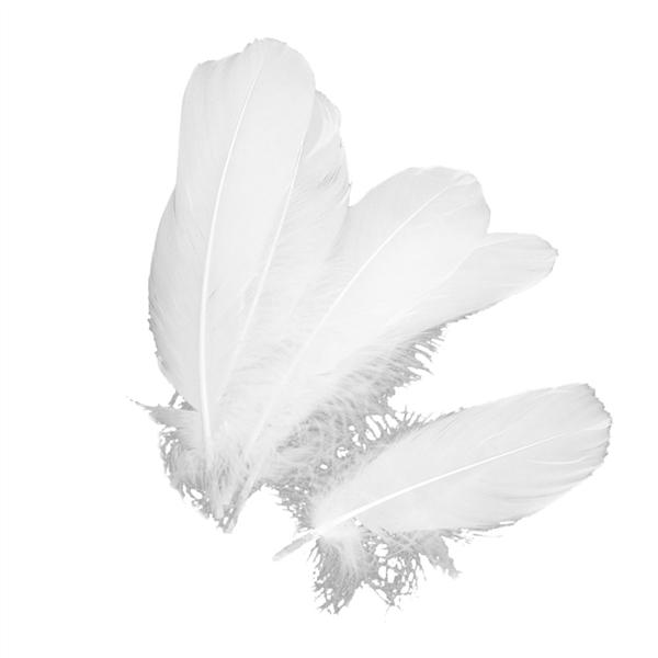 Buy 150pcs White Feathers Natural Decor Crafts Party Dress-ups Feathers ...