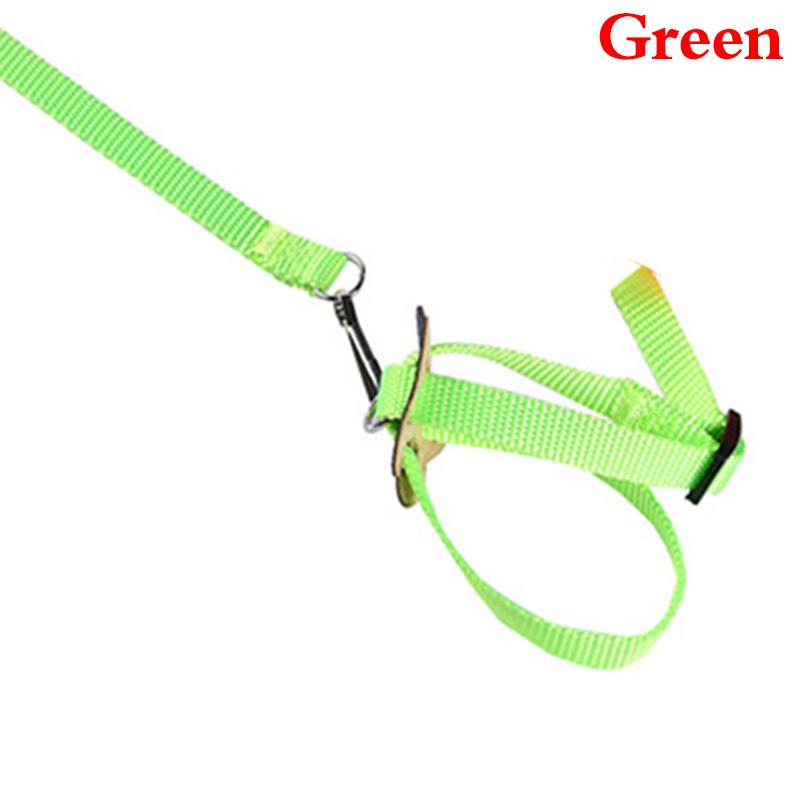 Buy 1pc Party Tortoise Strap Training Rope Bird Harness Parrot Leash ...