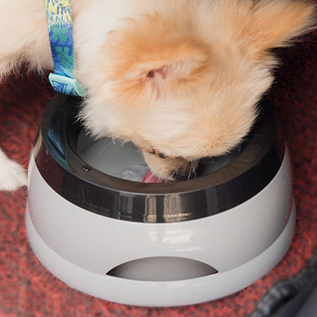 Buy Pet Water Bowl 750 Ml Anti-Splash Dog Floating Bowl Drinking ...