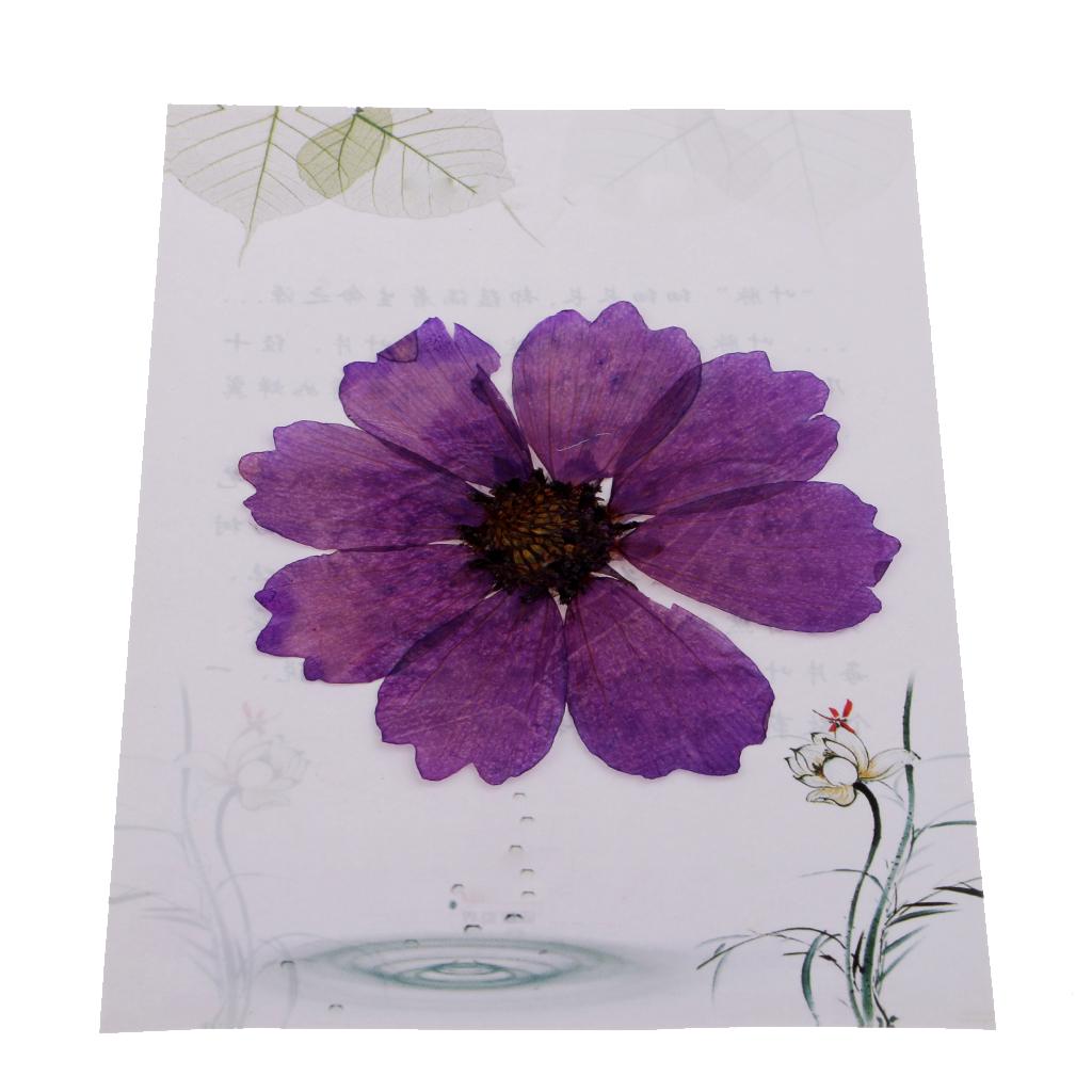 10 Pieces Natural Pressed Cosmos Flower Dried Flowers for Art Craft DIY ...