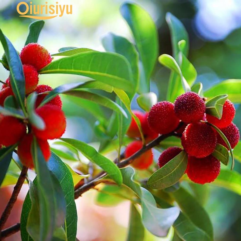 Buy 20Pcs Myrica Morella Rubra Yangmei Chinese BayBerry Waxberry ...