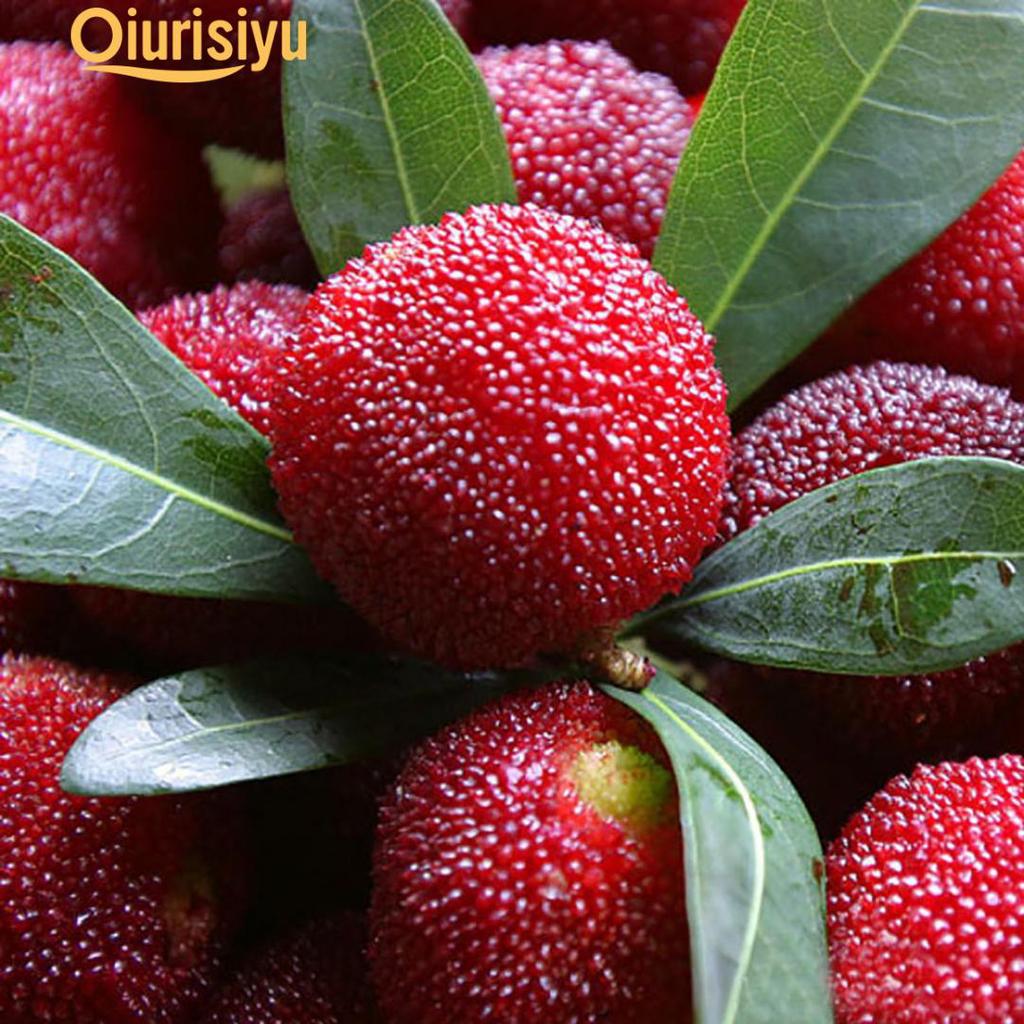 Buy 20Pcs Myrica Morella Rubra Yangmei Chinese BayBerry Waxberry ...
