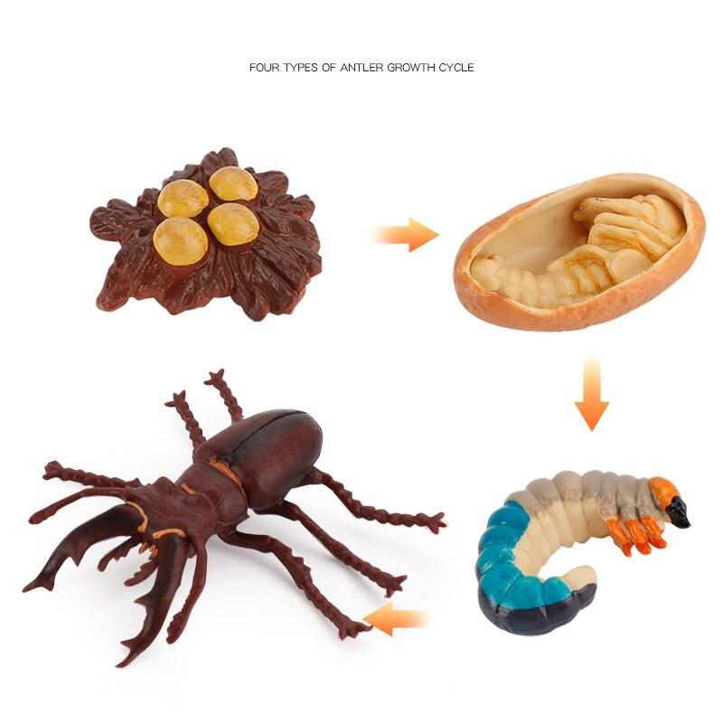 Buy 4PCS Insect Figurines Life Cycle Of Stag Beetle,Honey Bee,Mantis ...