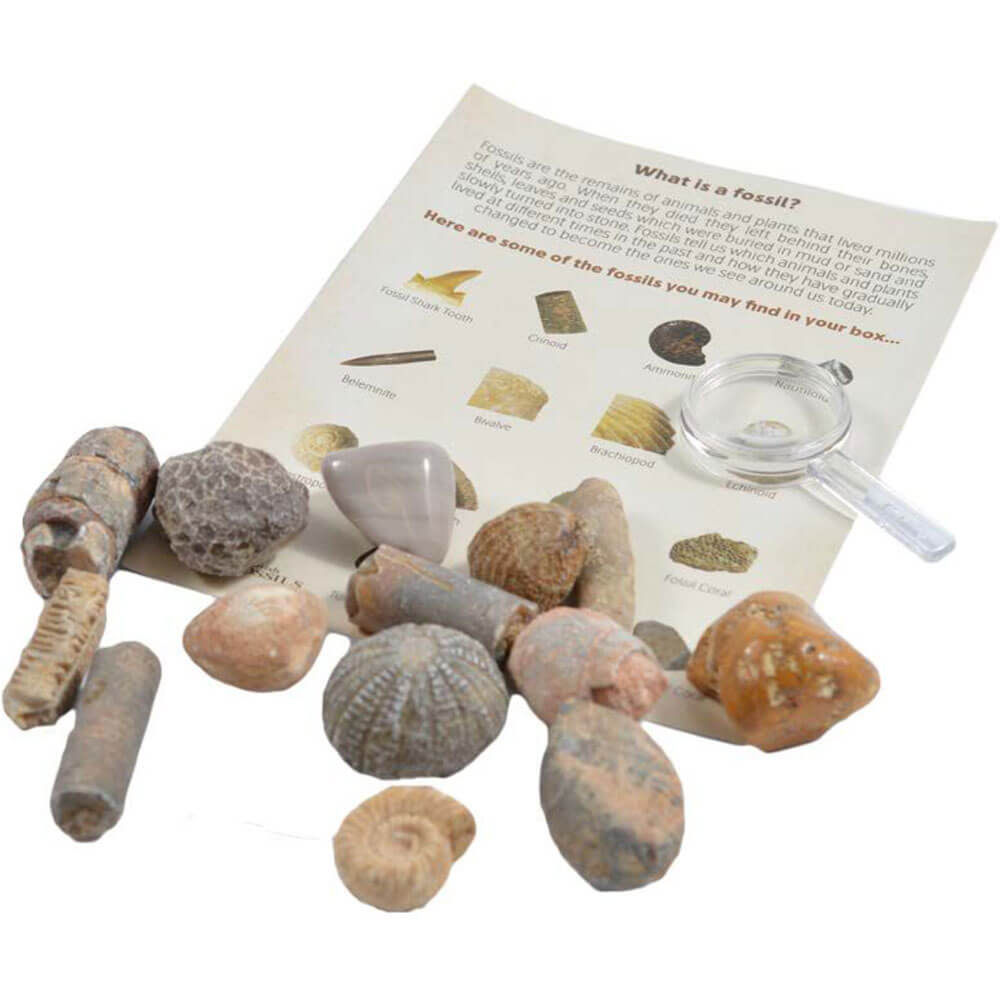 Cheap British Fossils Fossil Collection Kit | Joom
