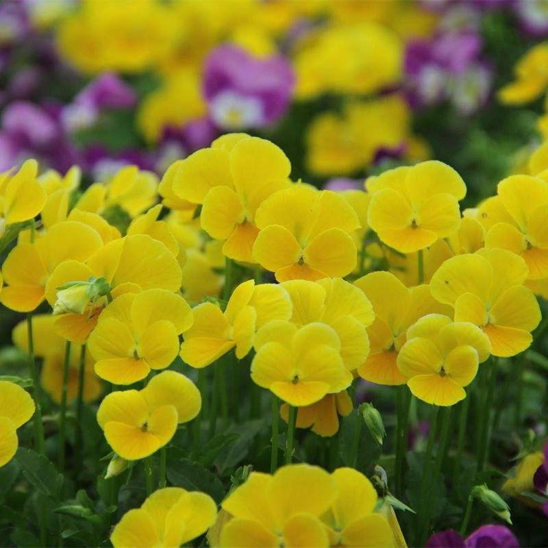 Buy Rare Pansy Seeds Beautiful Courtyard Landscapes Outdoor Decoration ...