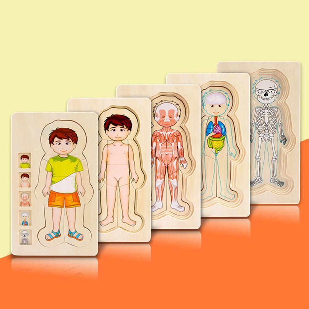 Buy Educational 5 Layers Wooden Puzzle Human Body Structure Animal Life ...