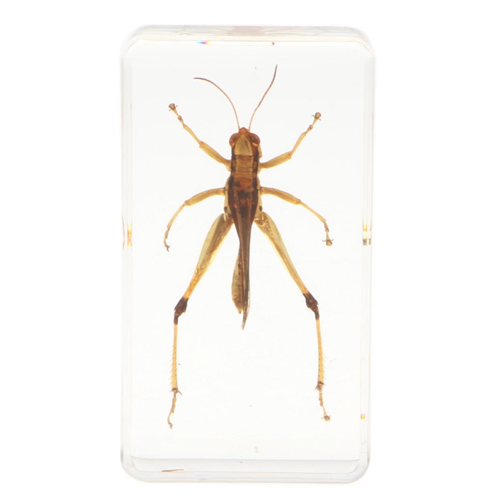 Buy Real Insect Specimen Creative Paperweight Collection Gift Locust at ...